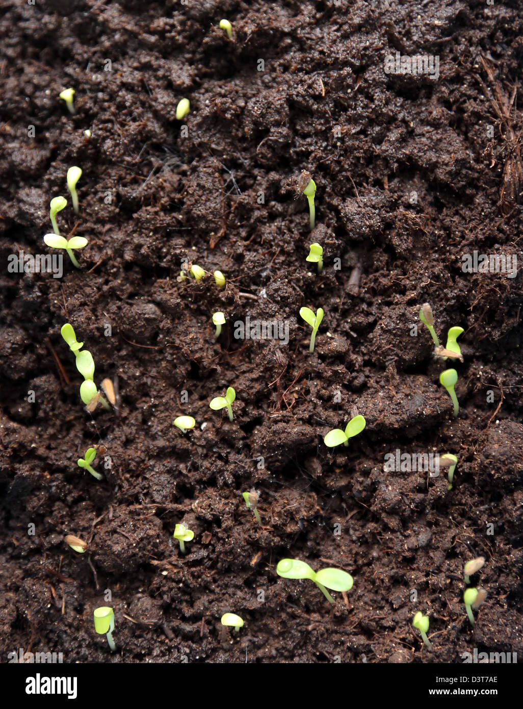 Small sprouts shot from above Stock Photo - Alamy