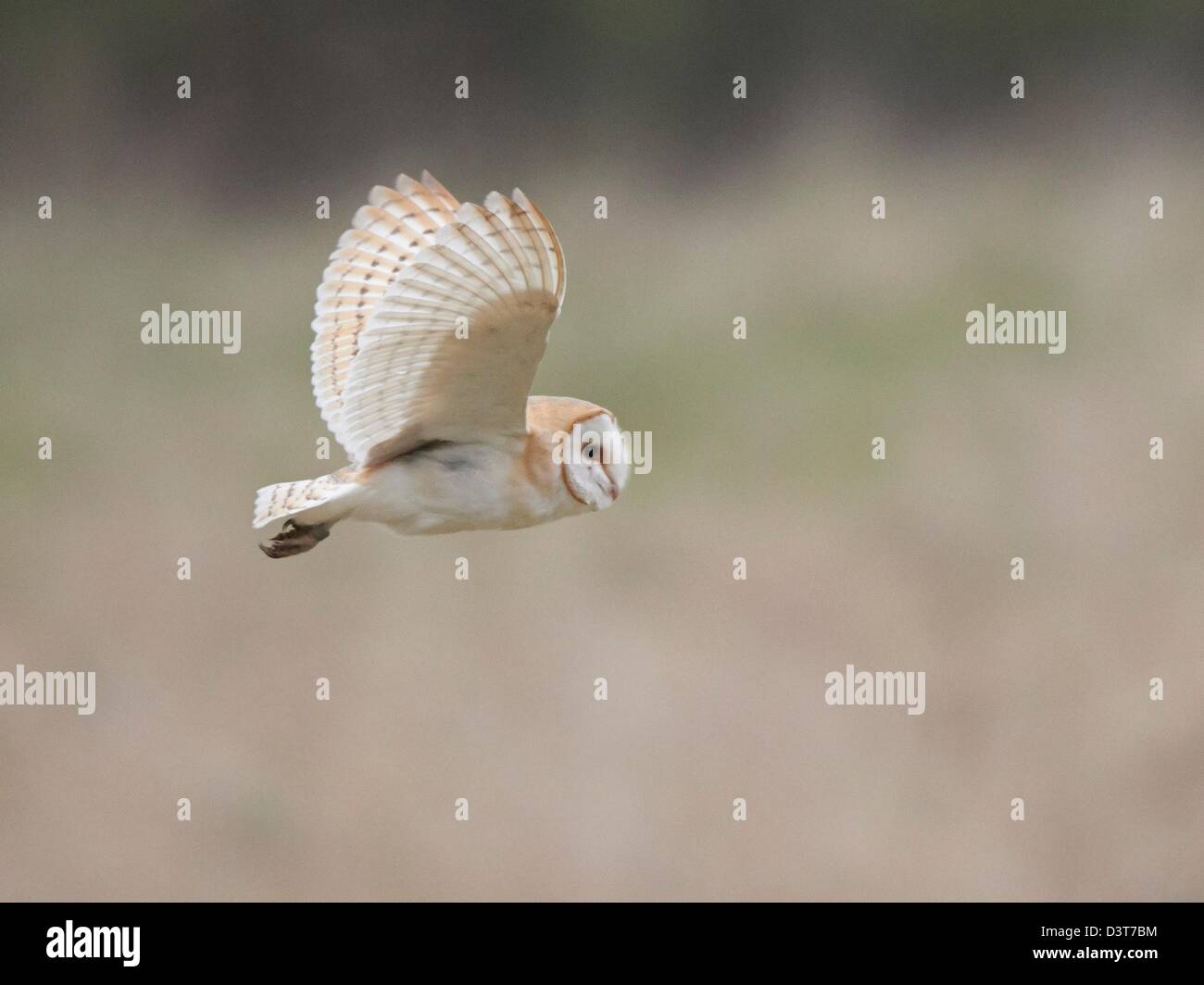 Silent in flight hi-res stock photography and images - Alamy