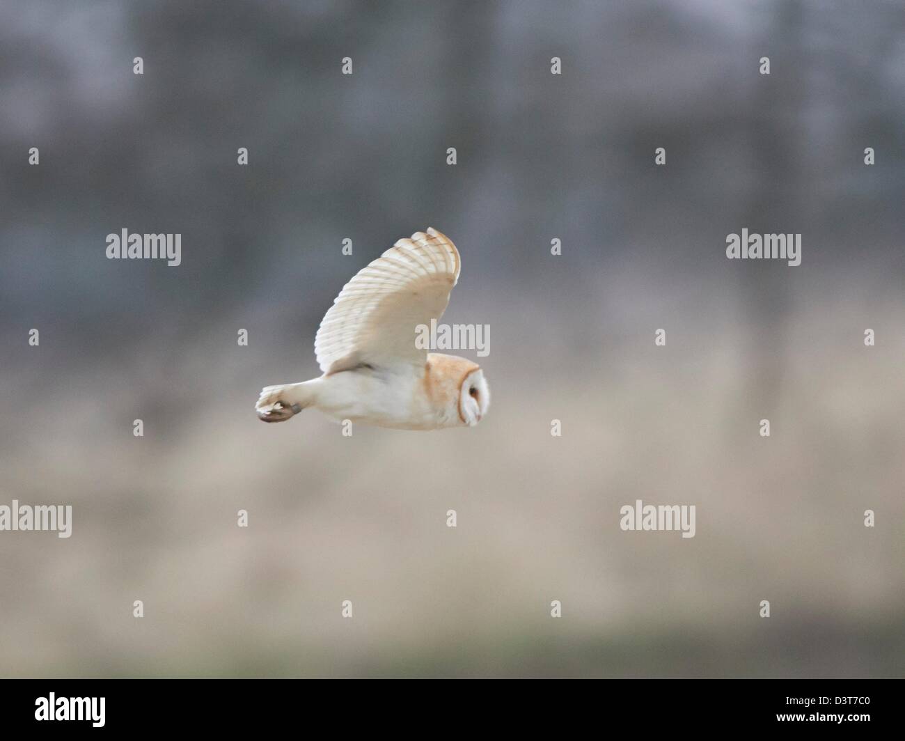 Silent in flight hi-res stock photography and images - Alamy