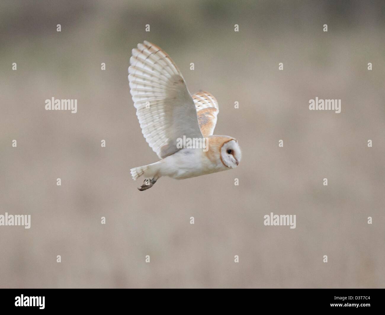 Barn Owl in flight Stock Photo - Alamy