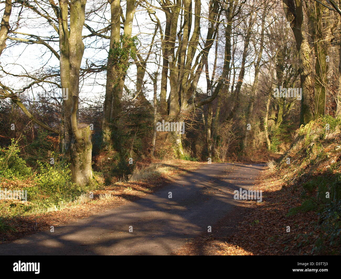 Roadway through woodland Stock Photo - Alamy