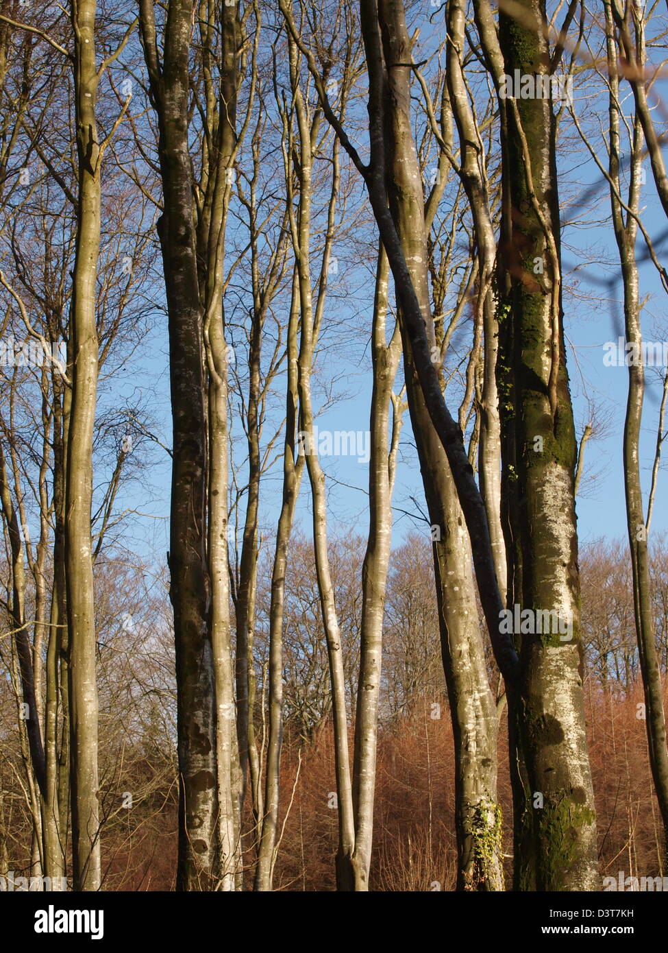 Tall and spindly hi-res stock photography and images - Alamy