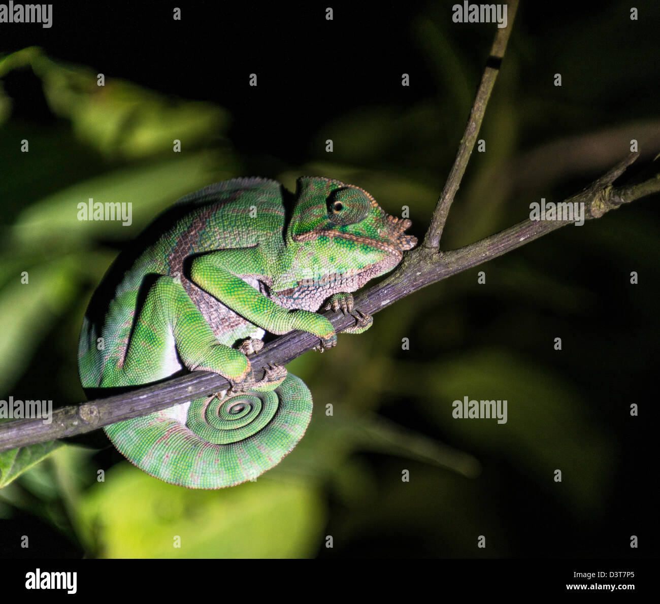Belted chameleon hi-res stock photography and images - Alamy