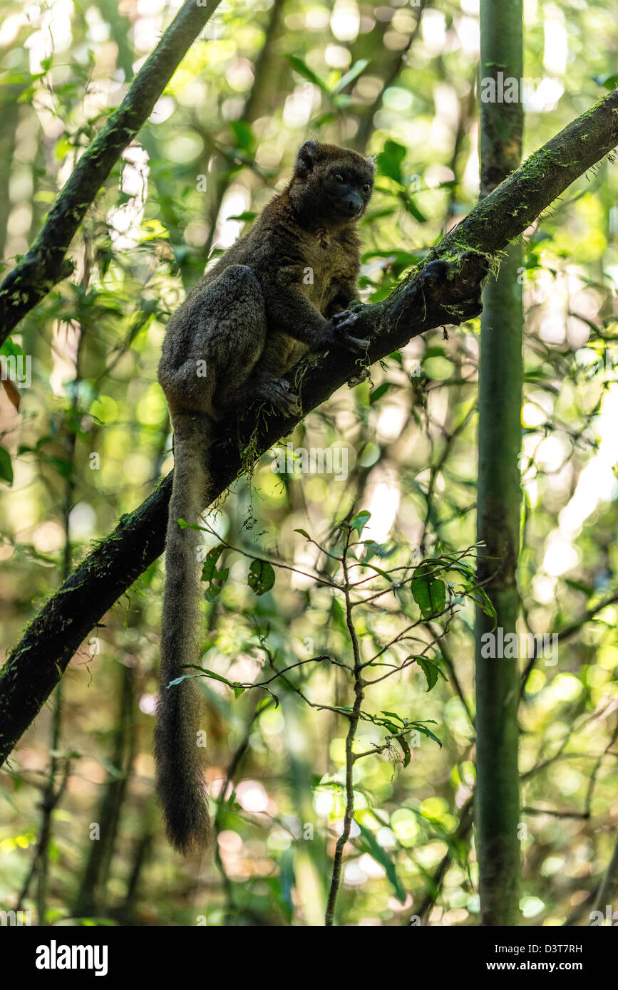 The greater bamboo lemur (Prolemur simus) Madagascar Stock Photo - Alamy