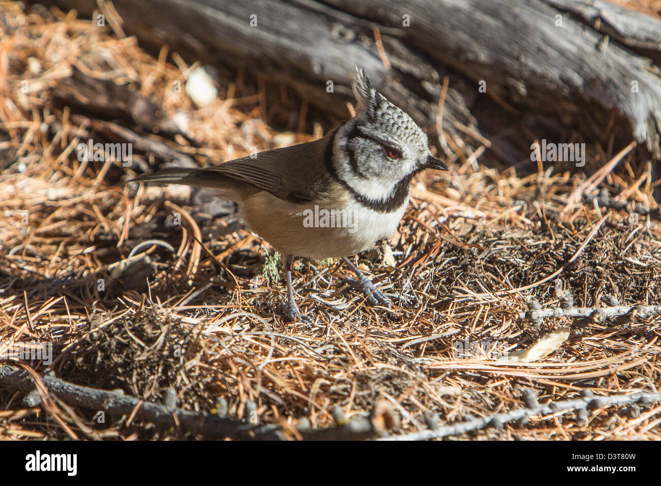European Crested Tit in Val Roseg, Switzerland, Bird, Cincia dal ciuffo ...