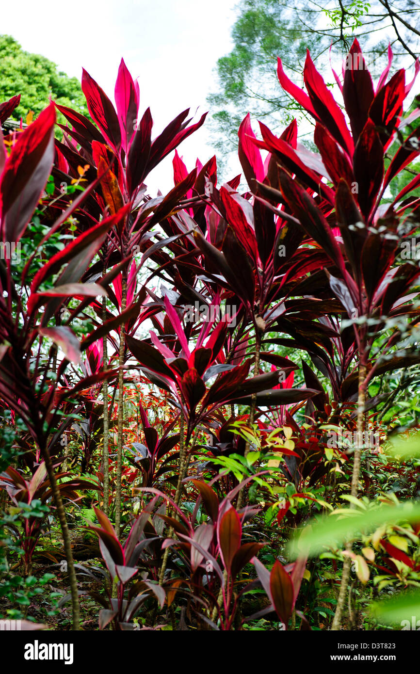 Singapore Botanical Garden1 degree Nth of the equator has 10,000 ...