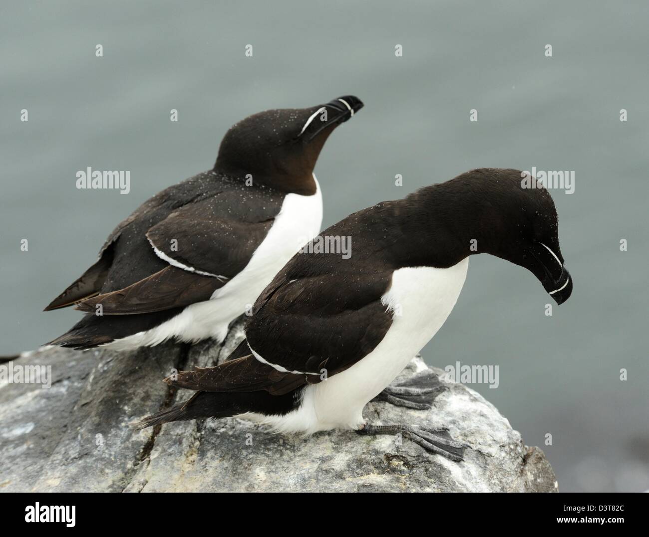 Guillemots on farne islands hi-res stock photography and images - Alamy