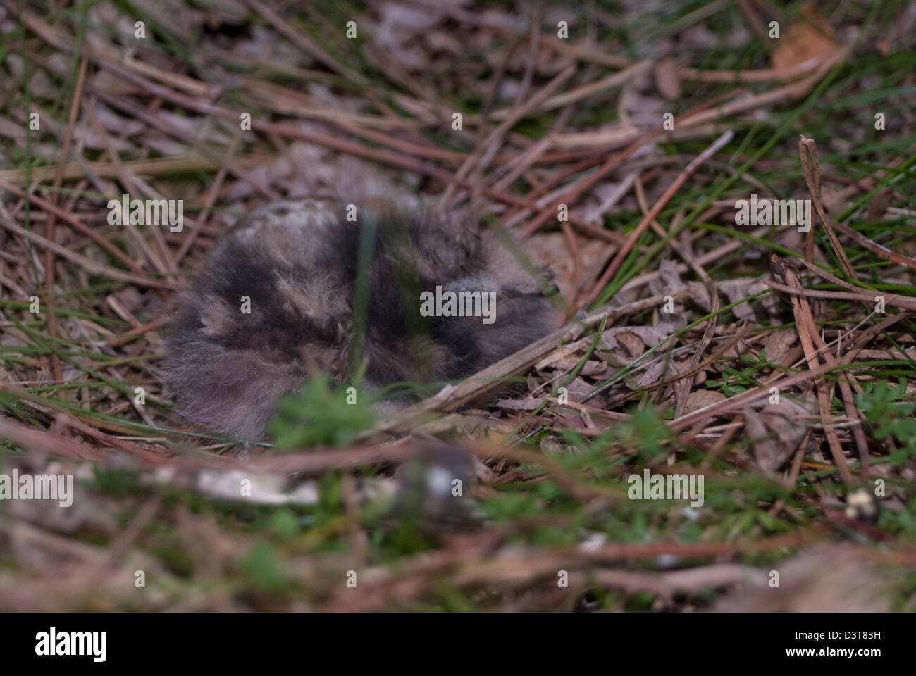 European Nightjar (Caprimulgus europaeus) chick on the nest in Thetford ...