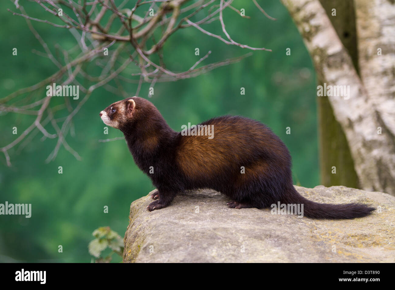 Striped polecat hi-res stock photography and images - Alamy