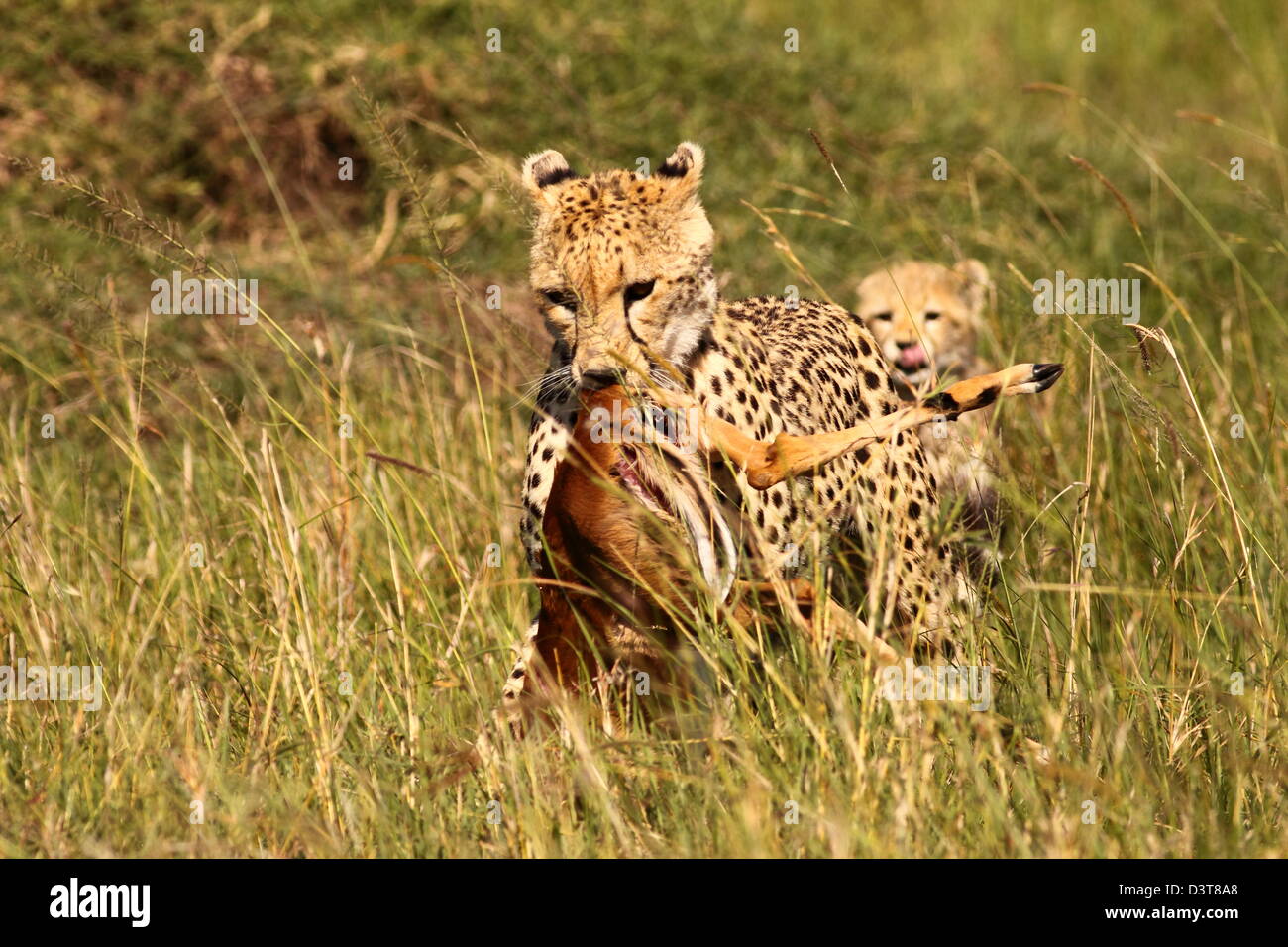 Leopard with prey Stock Photo - Alamy