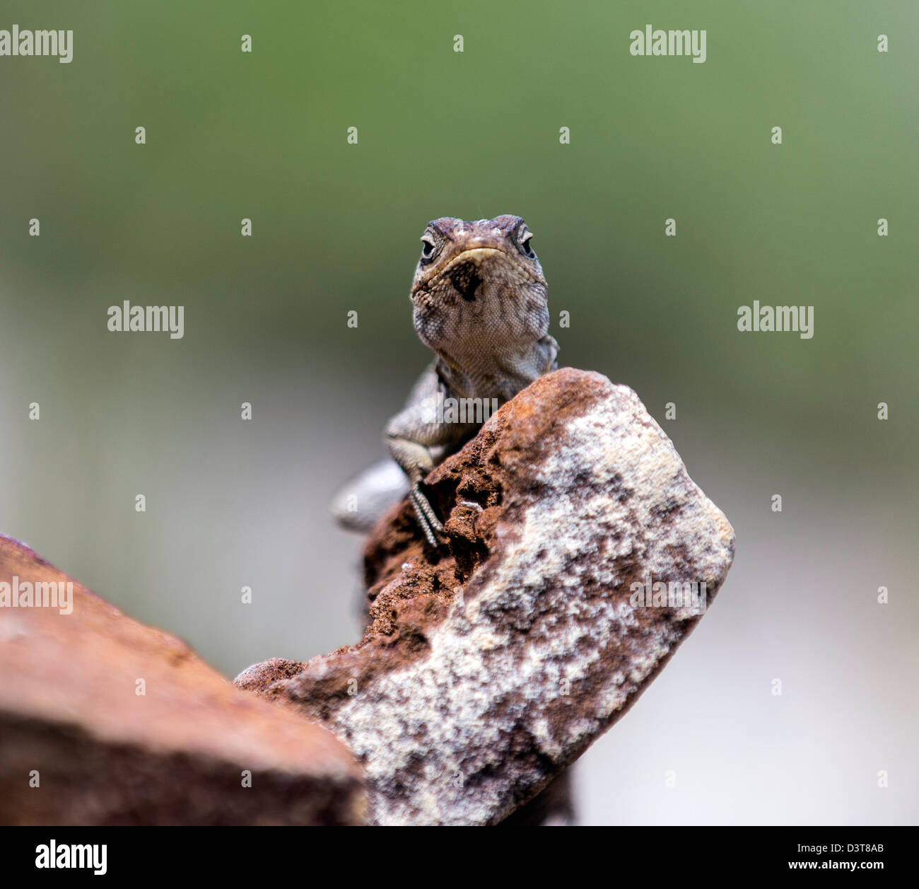 Three-eyed lizard Chalaradon Madagascariensis Madagascar Stock Photo ...