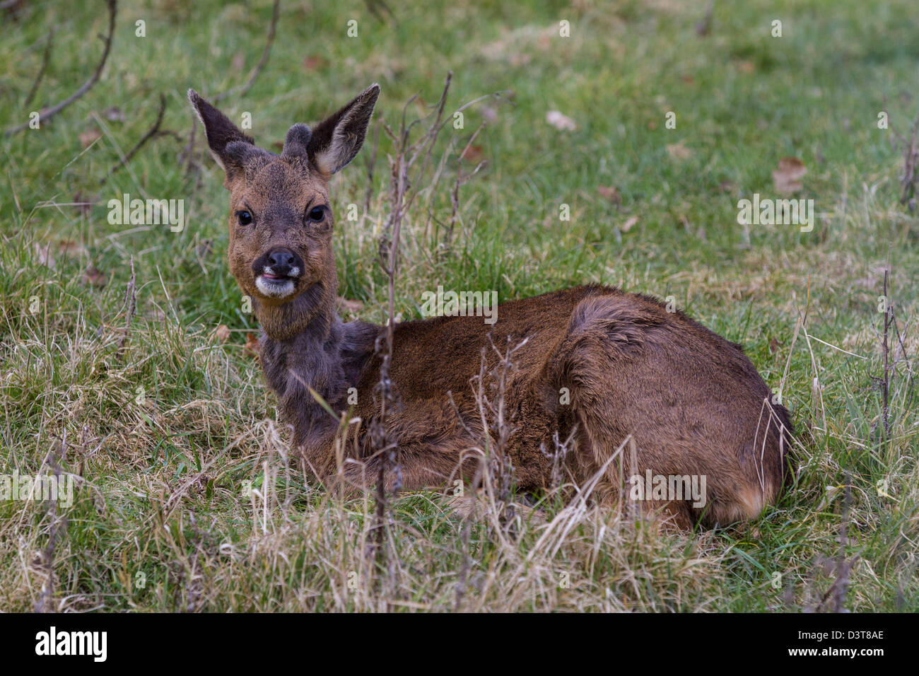 Roe Deer ( Capreolus capreolus) lying down in grass Stock Photo - Alamy