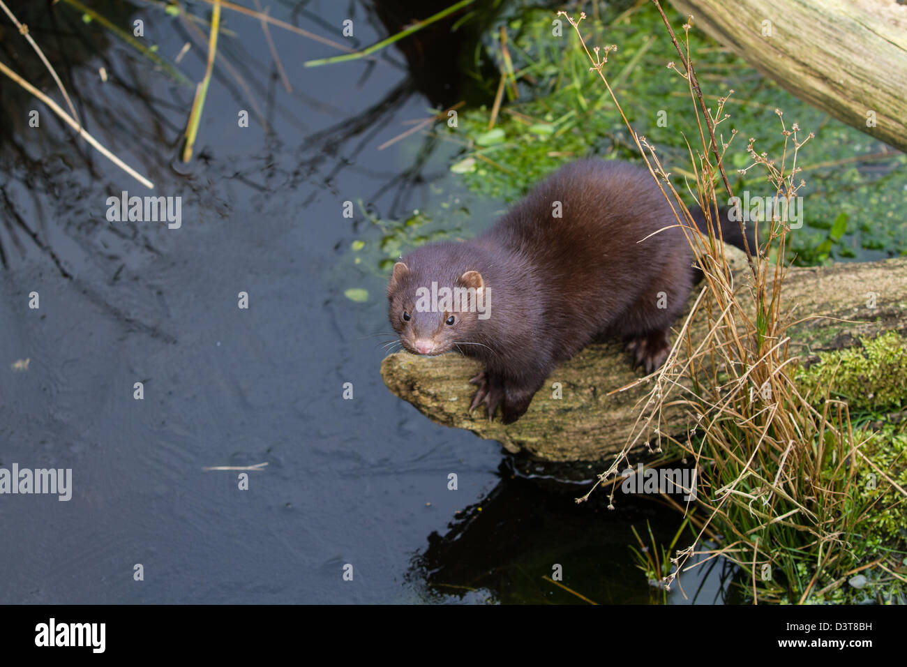 Mink standing up hi-res stock photography and images - Alamy