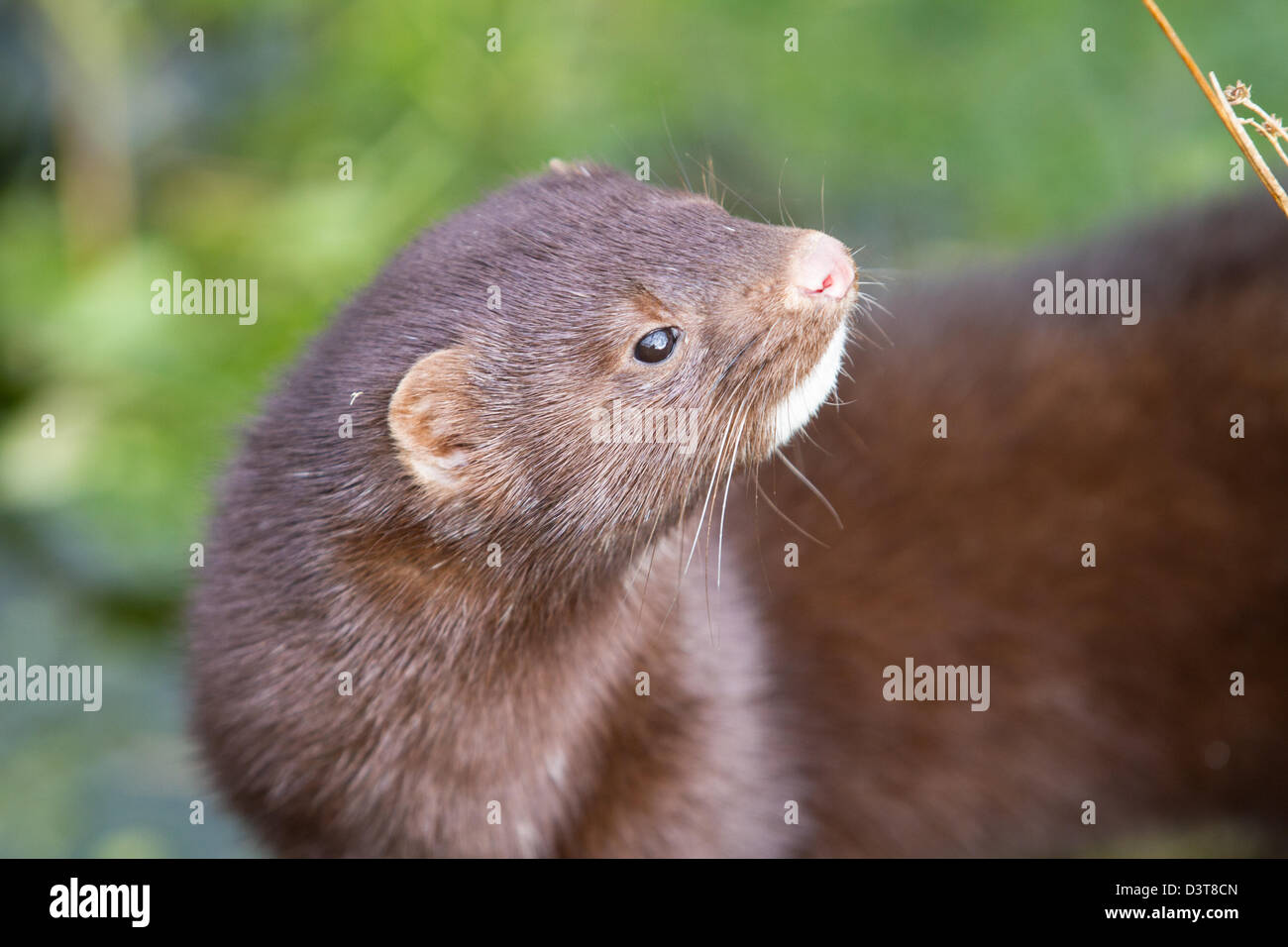 American mink uk hi-res stock photography and images - Alamy