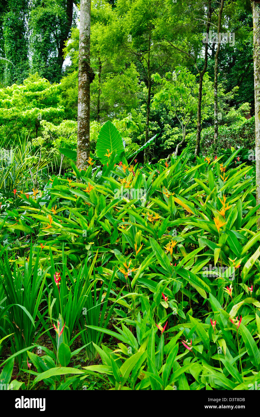 Singapore Botanical Garden1 degree Nth of the equator has 10,000 ...