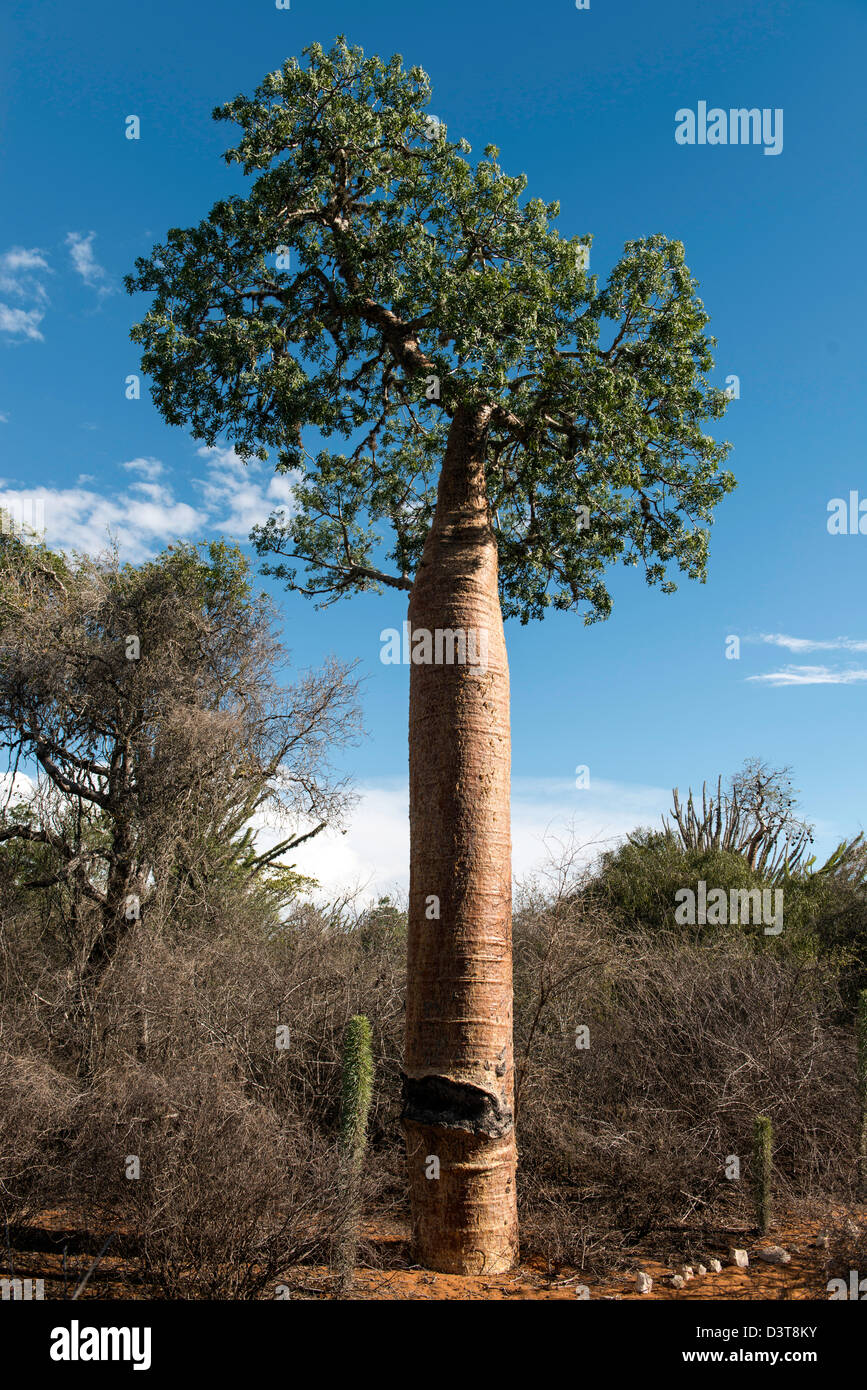 The Madagascar spiny thickets (also known as the Madagascar spiny ...