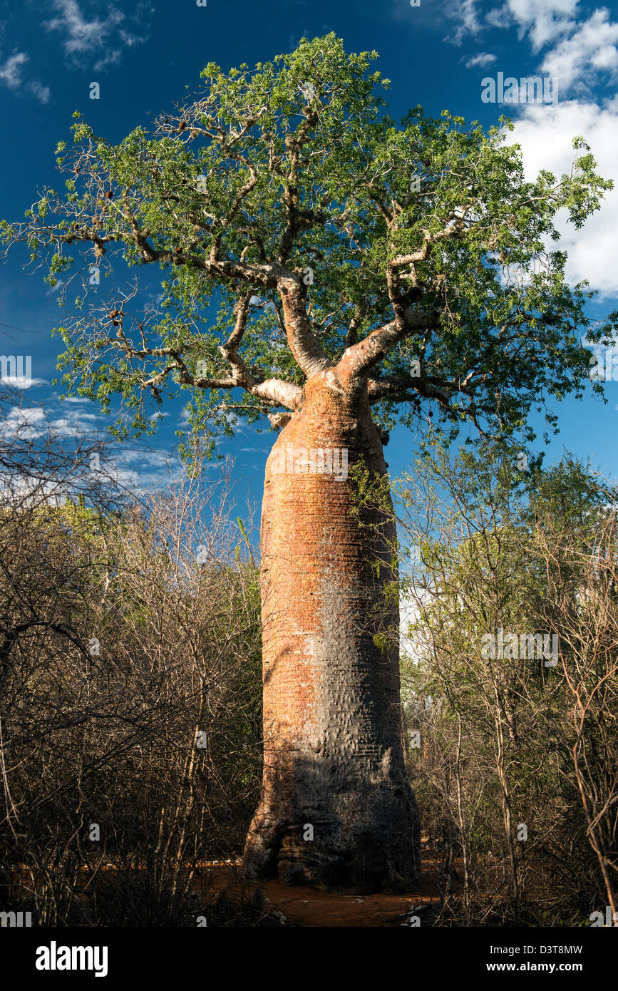 Madagascar spiny forest hi-res stock photography and images - Alamy