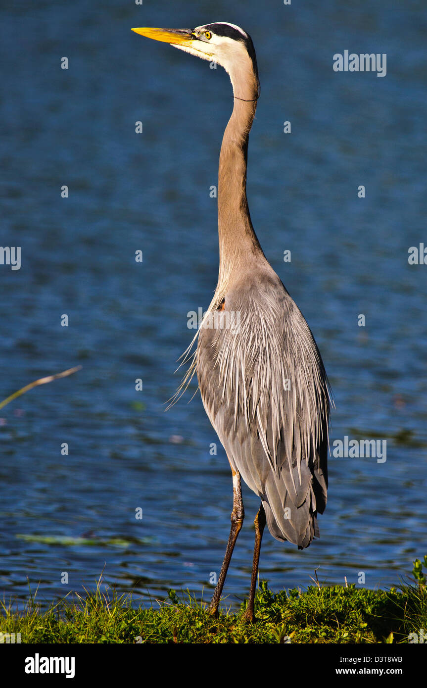 Close up of a Large Blue Heron at Sunset Stock Photo - Alamy