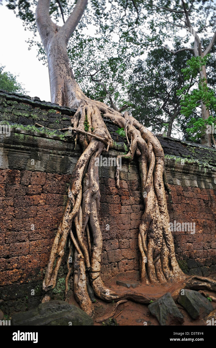 Tree roots hi-res stock photography and images - Alamy