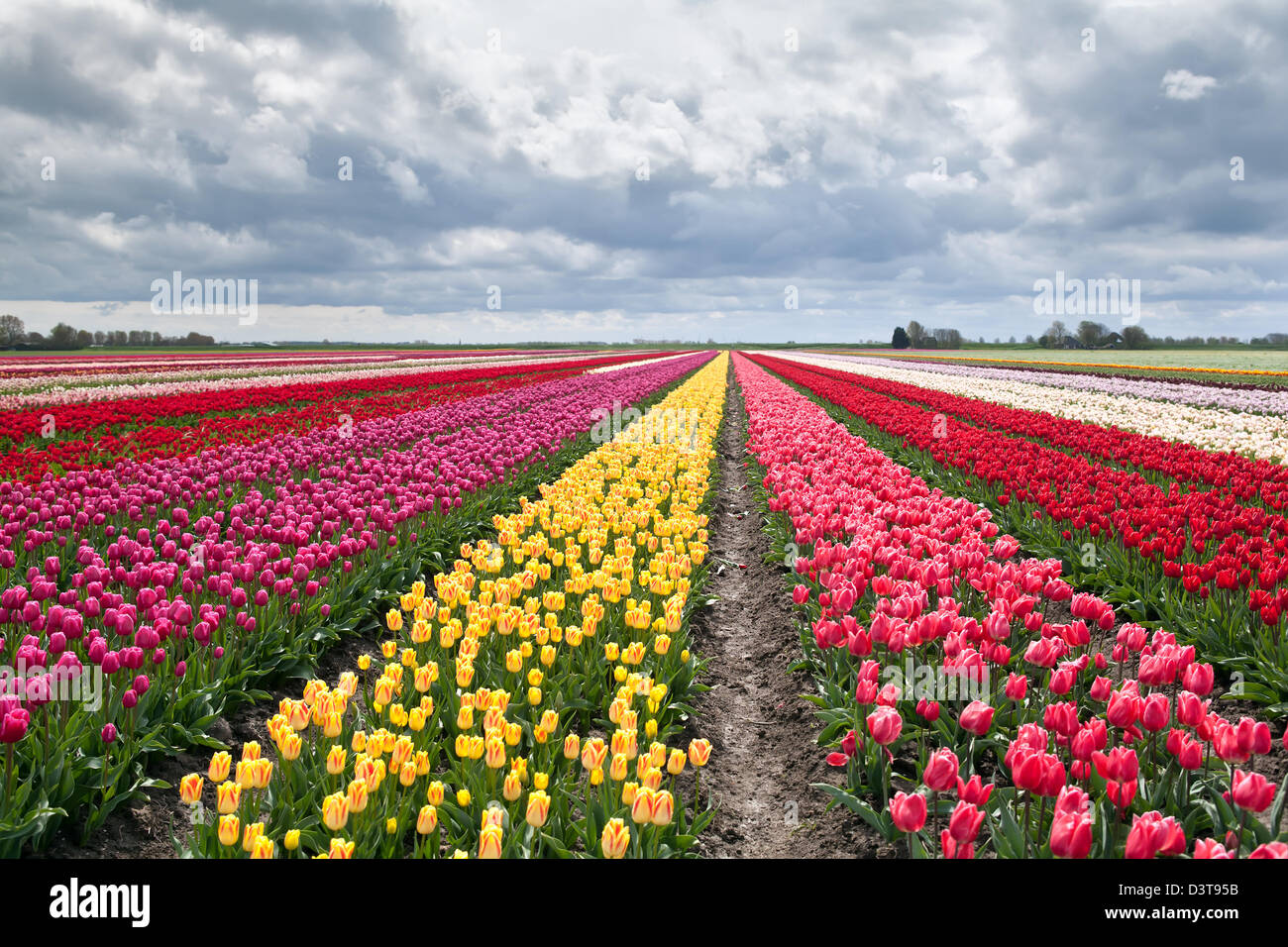 many colorful tulips on fields during spring, Holland Stock Photo - Alamy