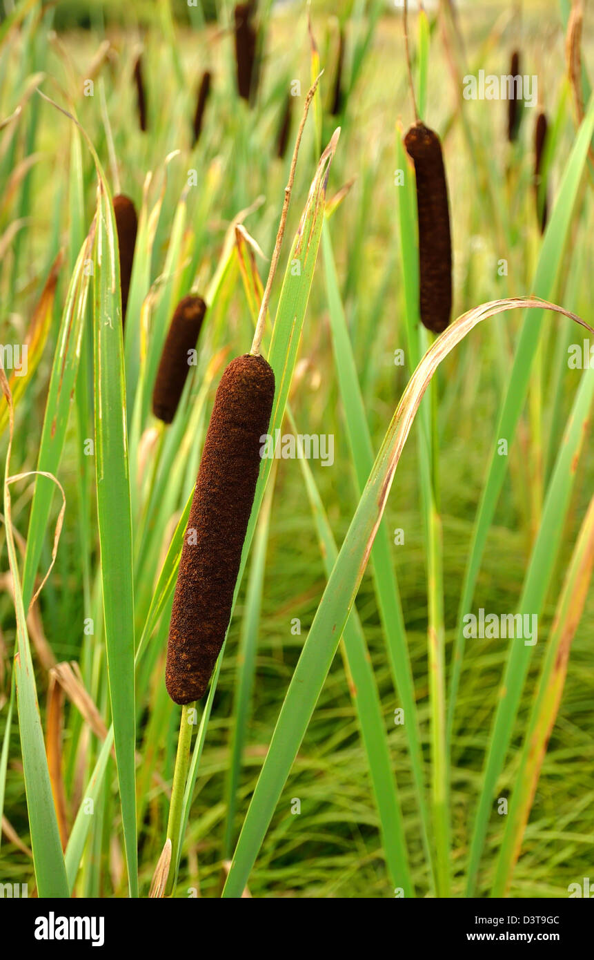 Reeds in the swamp Stock Photo - Alamy