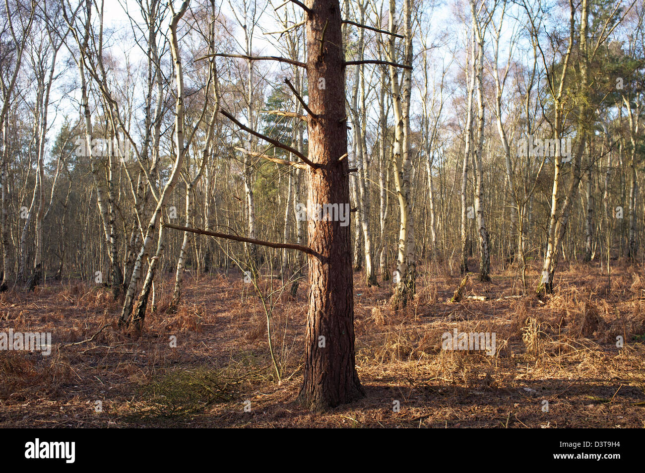 Sutton forest hi-res stock photography and images - Alamy