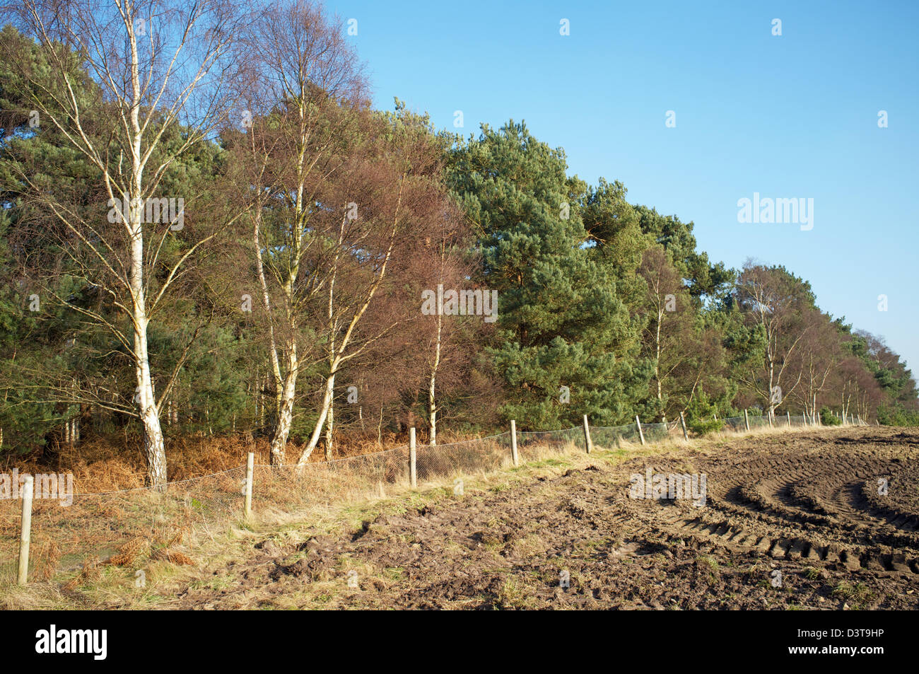 Woodland, Sutton Heath Suffolk, UK Stock Photo - Alamy