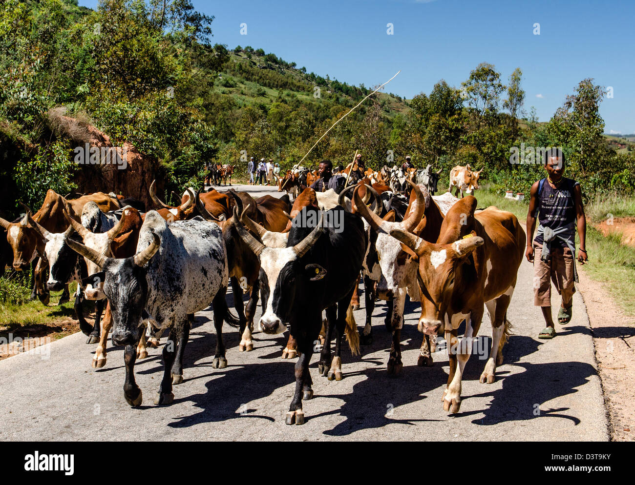 Indicus cattle hi-res stock photography and images - Alamy