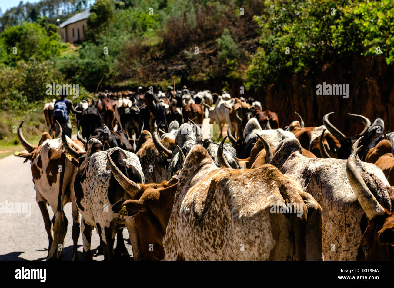 Zebus (Bos primigenius indicus or Bos indicus) also known as humped ...