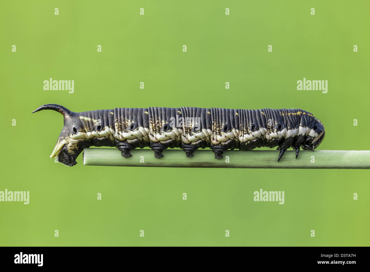 Caterpillar butterfly hi-res stock photography and images - Alamy