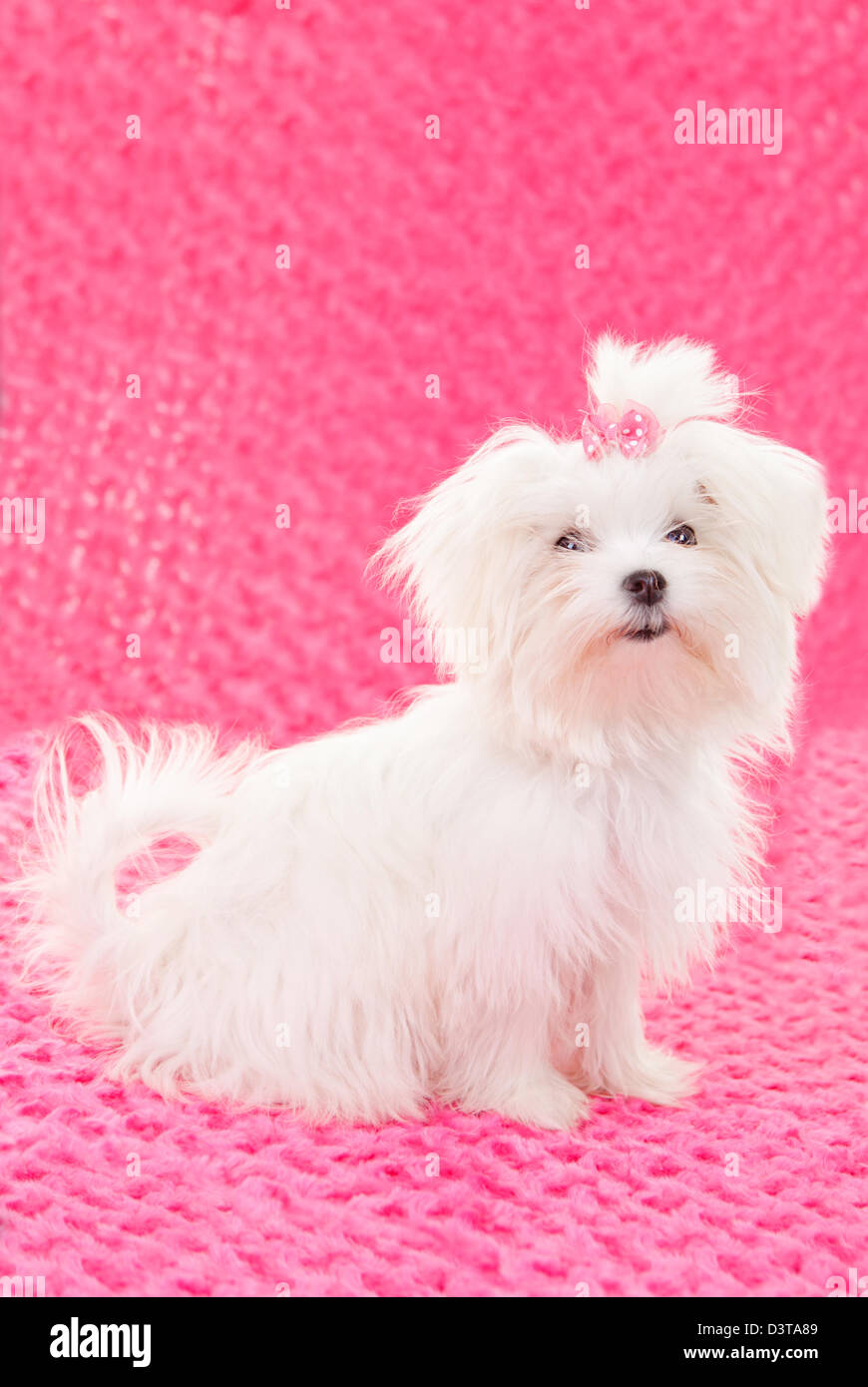 purebred dogs, maltese pedigree dog Stock Photo - Alamy