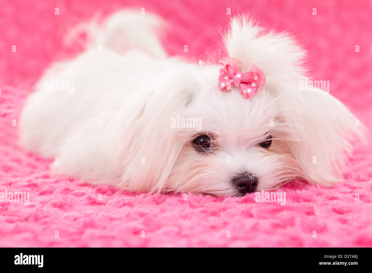 pedigree purebred cute maltese dog Stock Photo - Alamy