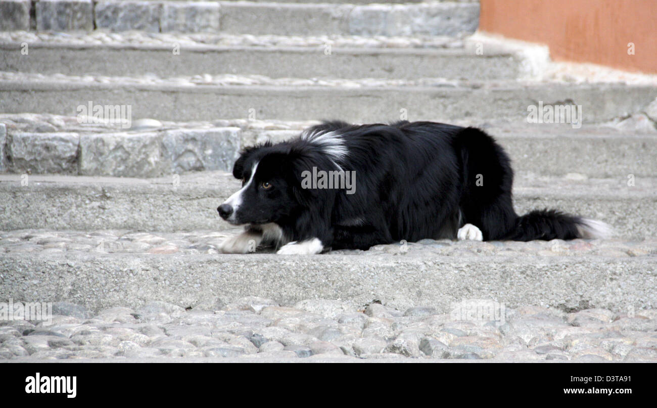 Border Collie playing with a ball on a stair in Corte, Corsica, France ...