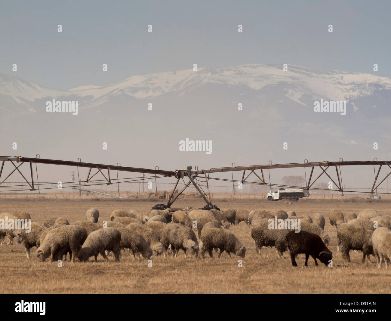 Sand dunes sheep grazing hi-res stock photography and images - Alamy