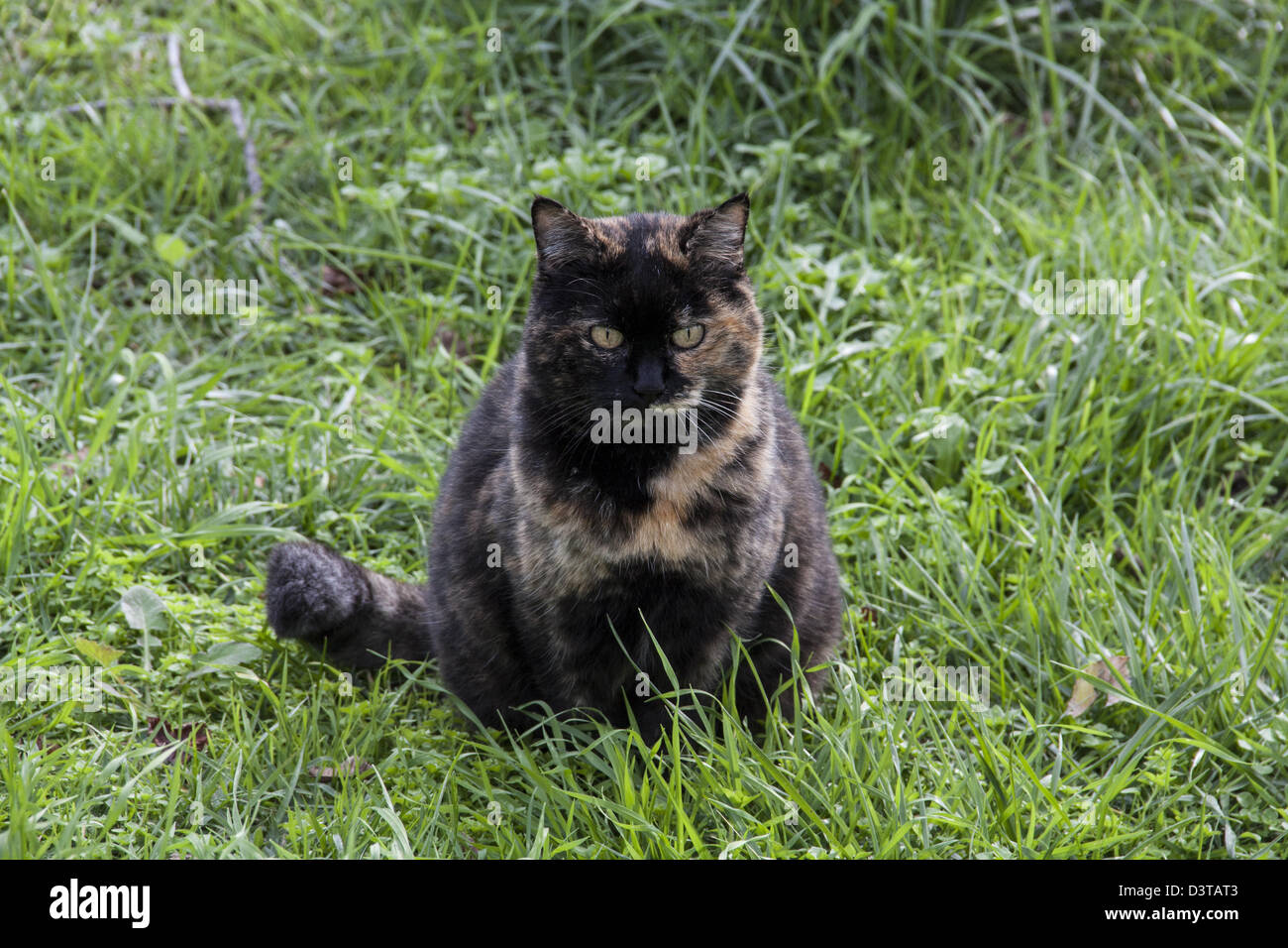 Cat in Tuscany Garden, Italy Stock Photo - Alamy