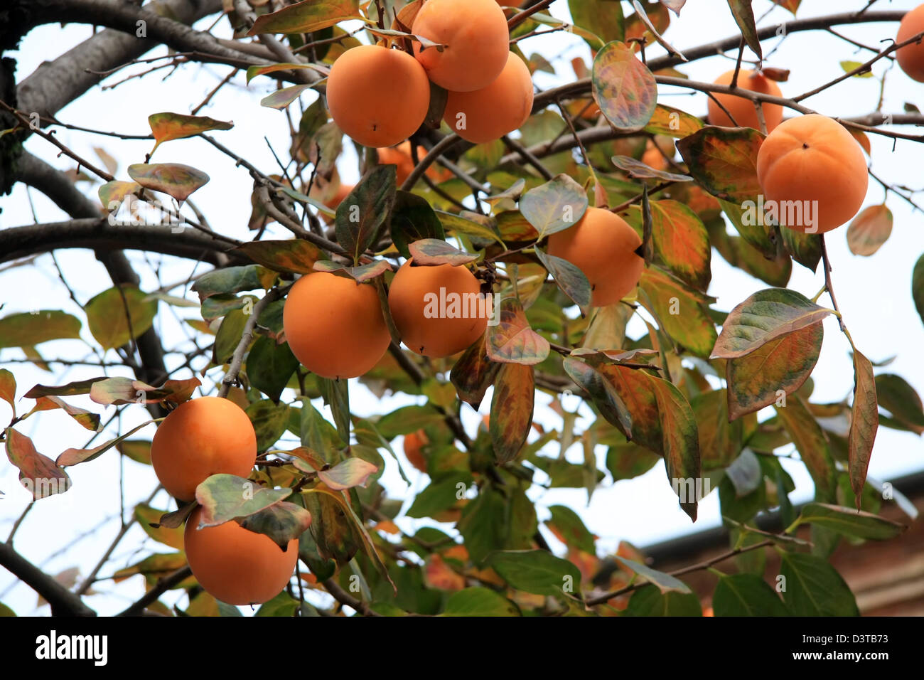 Persimmon tree with ripe fruits, date plums in autumn Stock Photo - Alamy