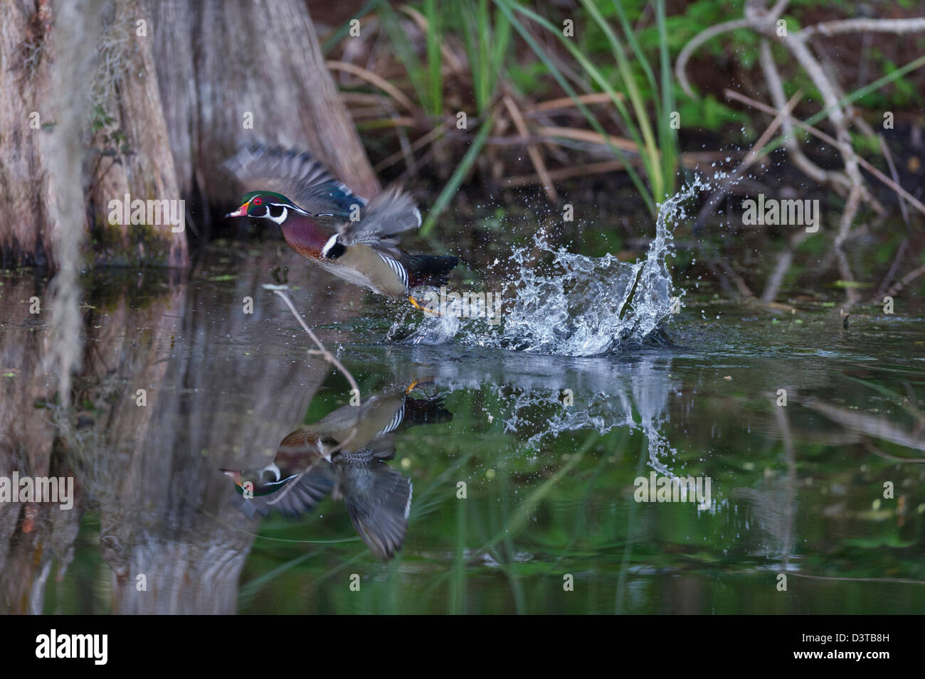 Florida wood duck hi-res stock photography and images - Alamy
