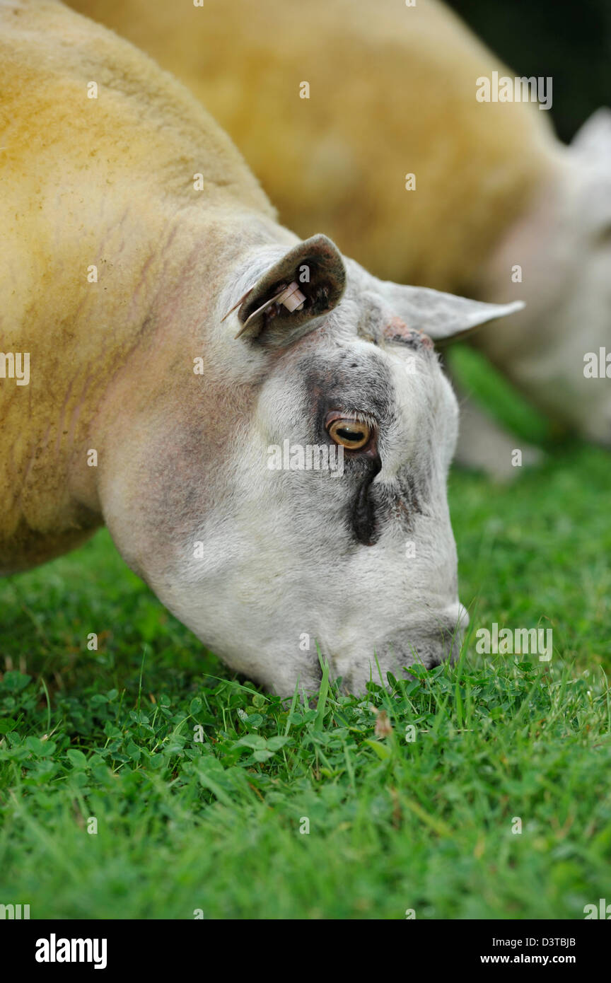 Beltex ram grazing on clover rich grass. UK Stock Photo - Alamy