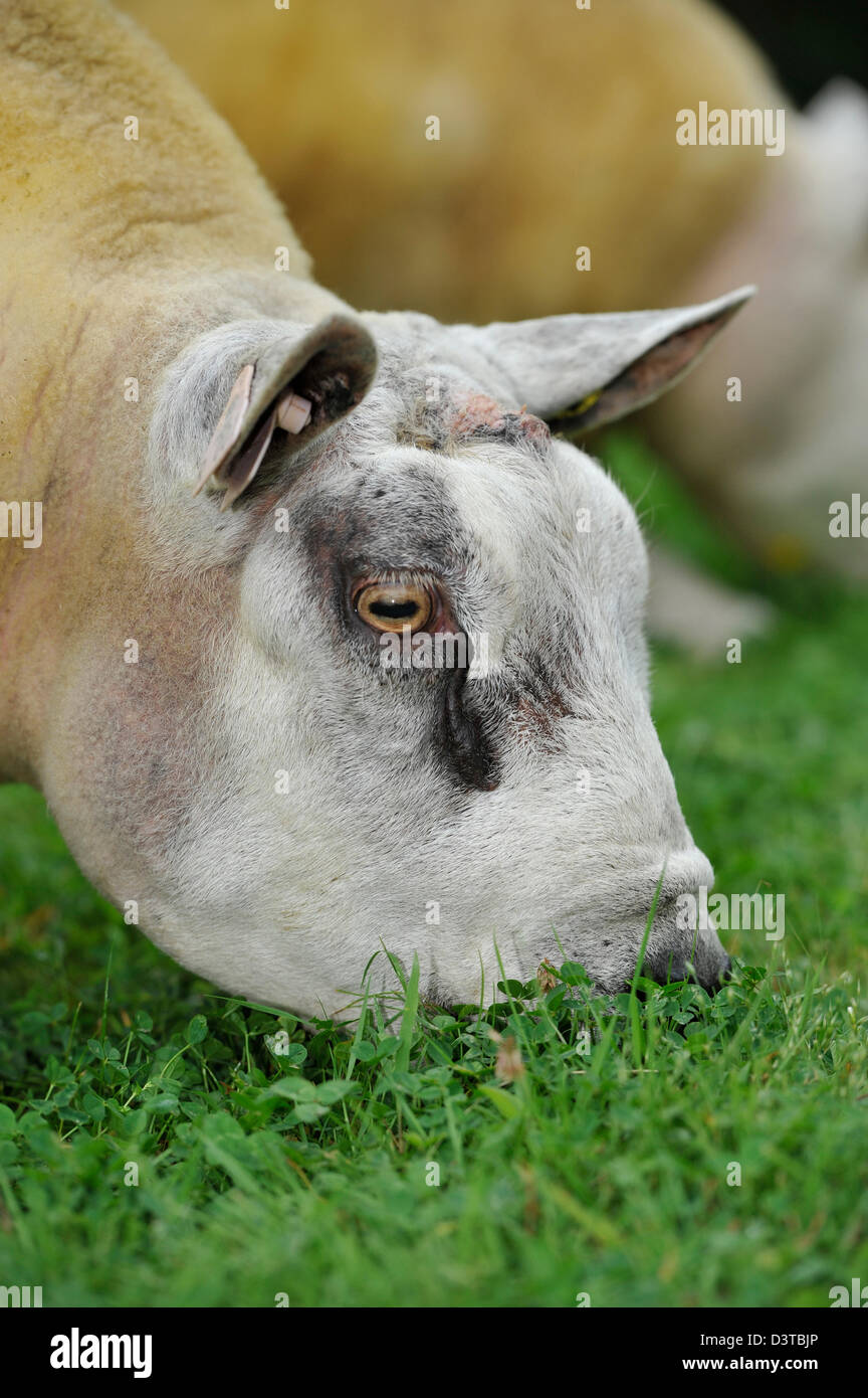 Ram eating grass sheep hi-res stock photography and images - Alamy
