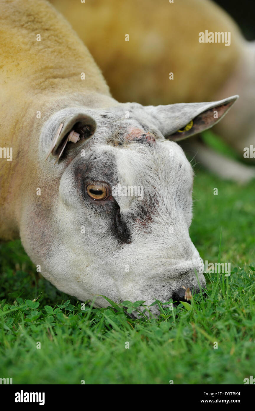Beltex ram grazing on clover rich grass. UK Stock Photo - Alamy