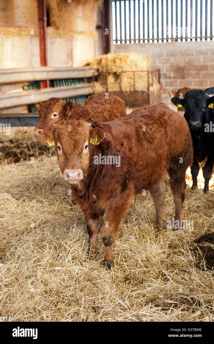 Straw bedded pen hi-res stock photography and images - Alamy