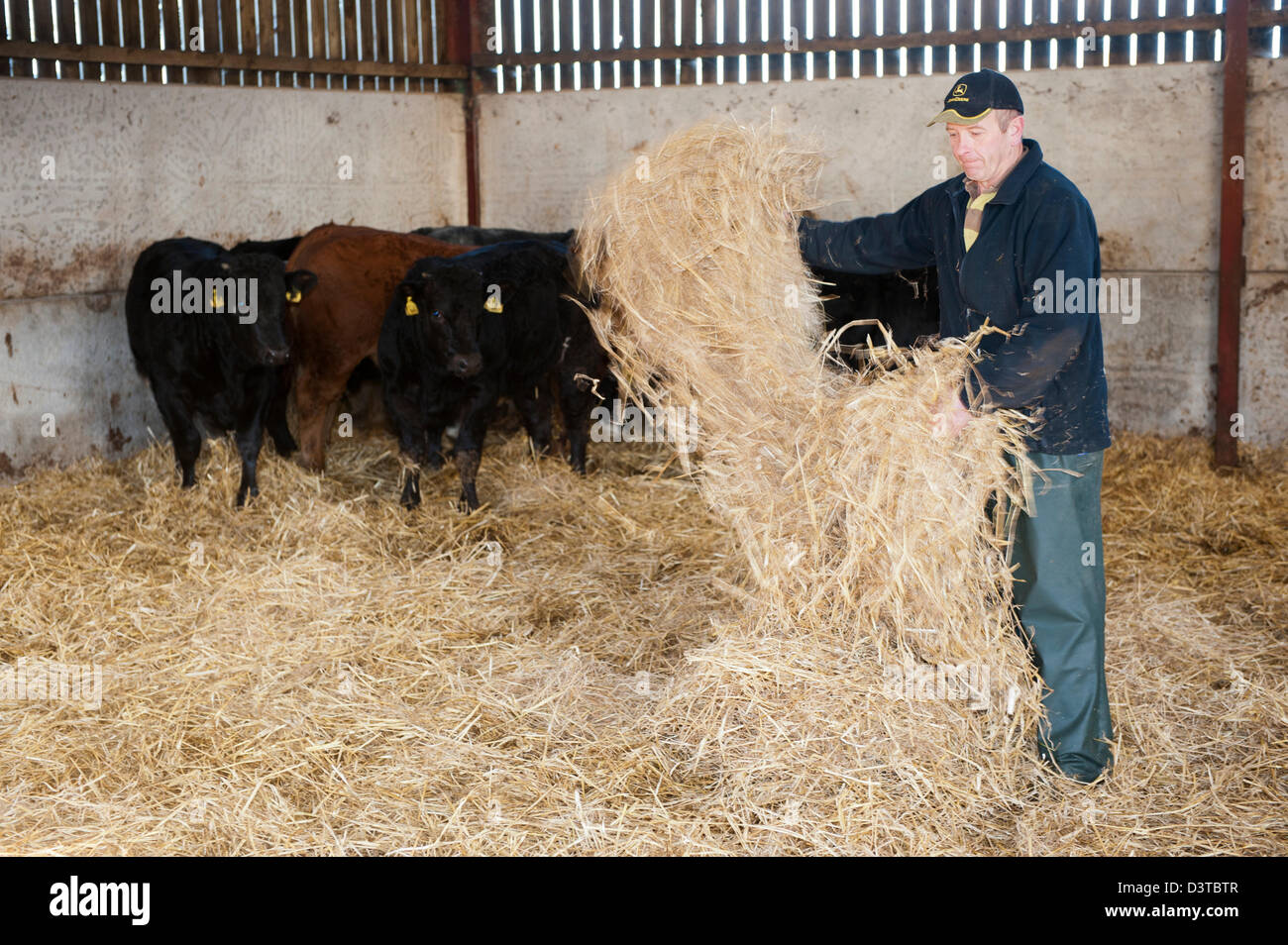 Farmer beef hi-res stock photography and images - Alamy