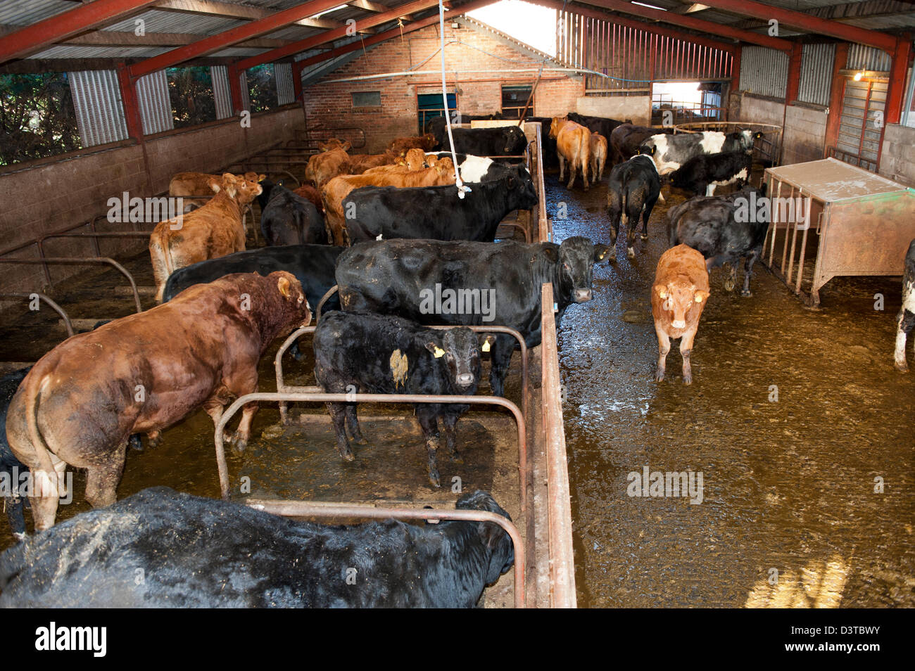Beef cattle housed in a cubicle shed. Cumbria, UK Stock Photo - Alamy