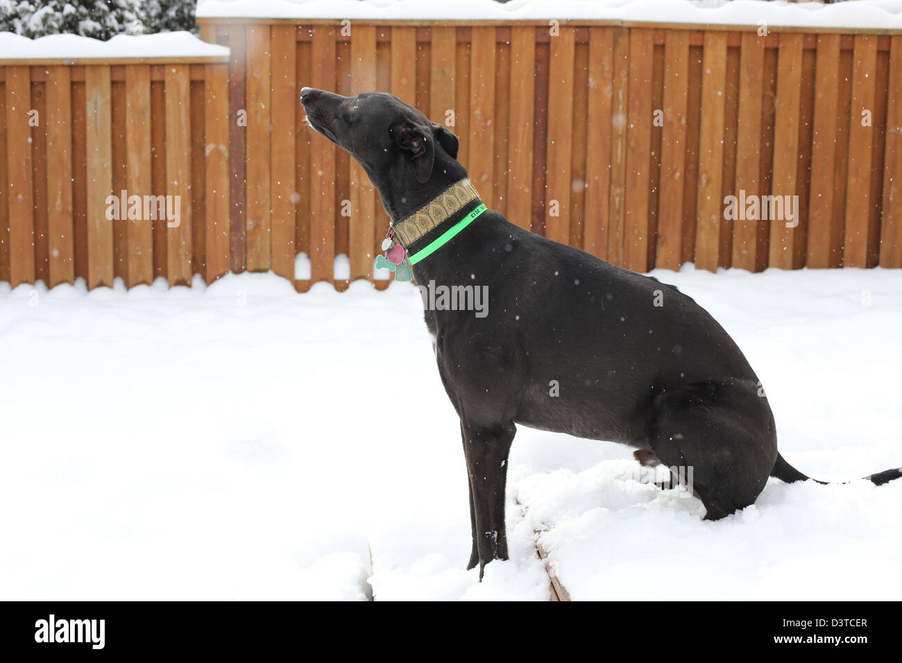 A black greyhound dog sitting outside in snow Stock Photo - Alamy