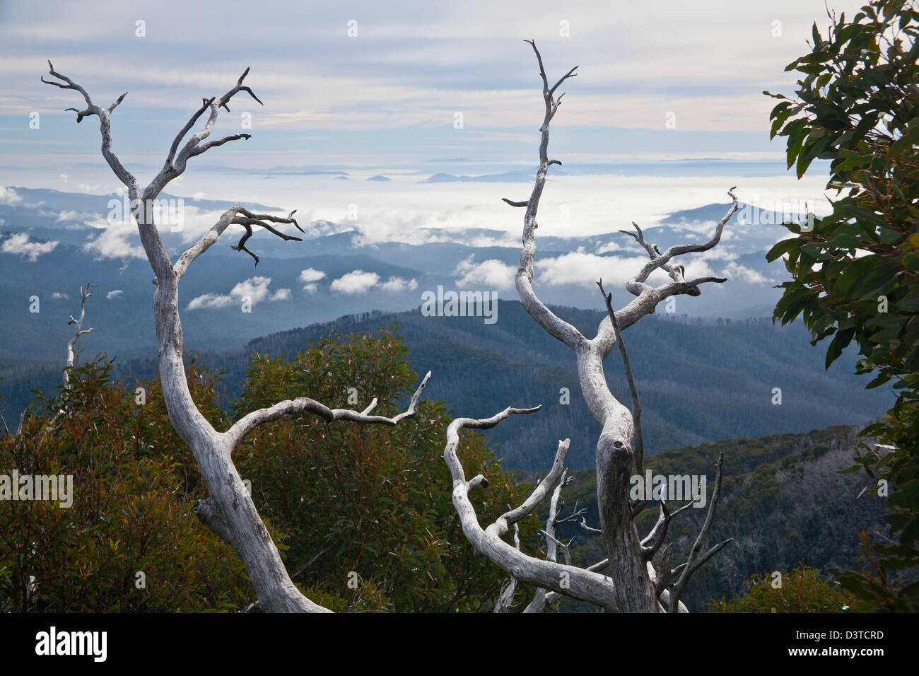 Dead snow gums and views over the Great Dividing Range from Staircase ...