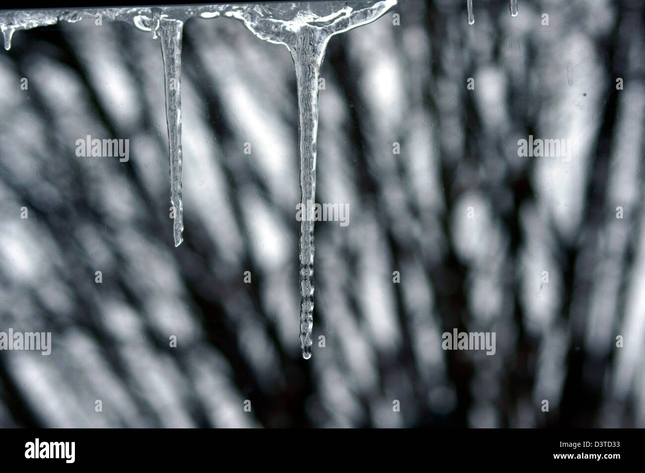 Icicles uk plant hi-res stock photography and images - Alamy