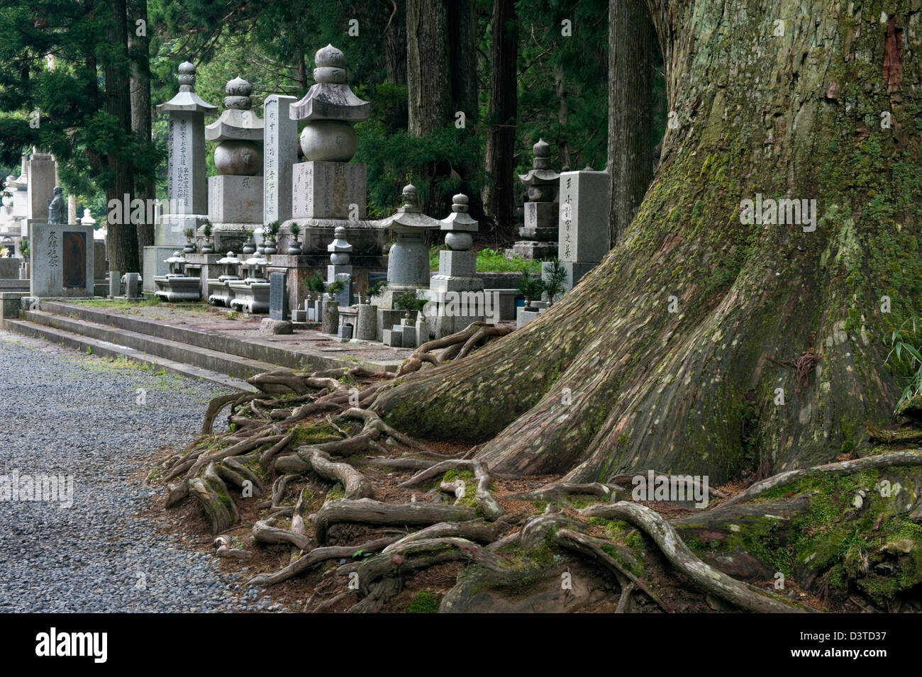 Stone grave markers shaped like mini shrines and giant cedar tree roots ...