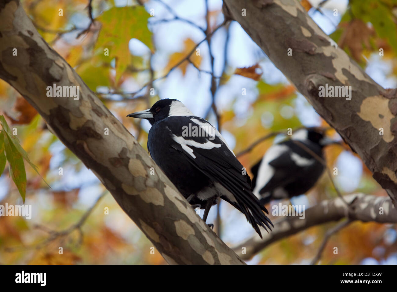 Australian Magpie (tibicen hypoleuca) perched in tree. Civic, Canberra ...