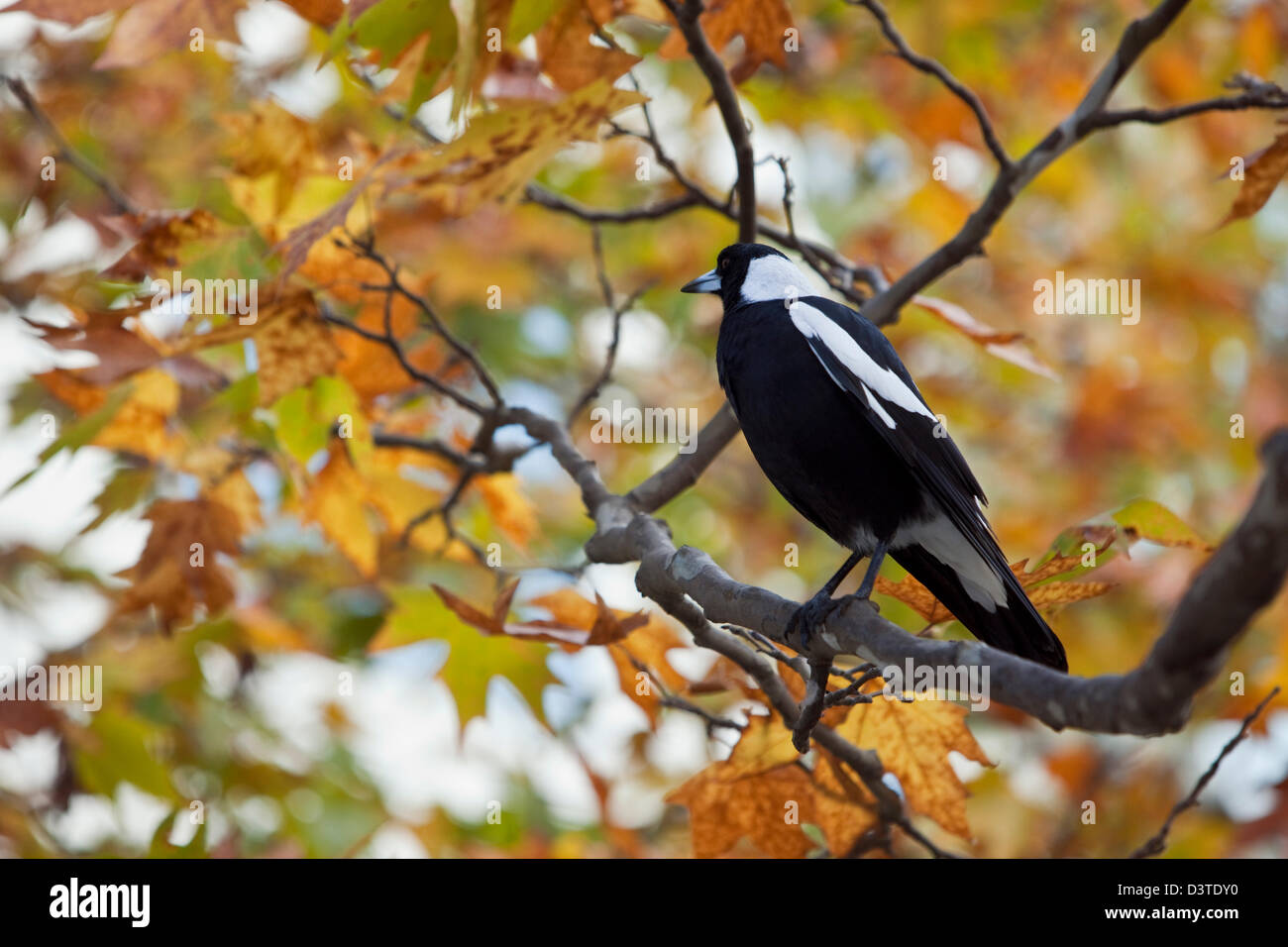 Magpie in australia hi-res stock photography and images - Alamy