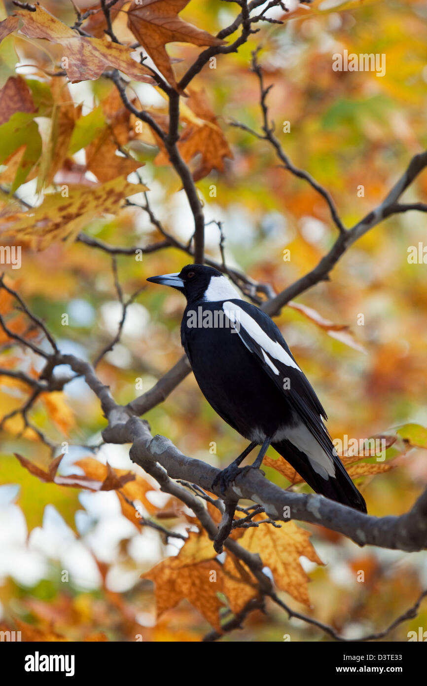 Australian Magpie (tibicen hypoleuca) perched in tree. Civic, Canberra ...
